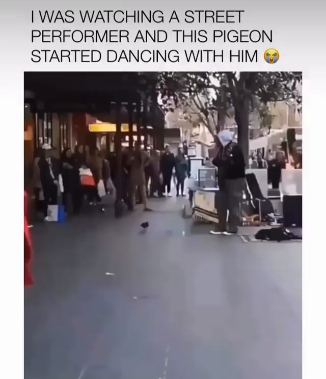 I WAS WATCHING A STREET PERFORMER AND THIS PIGEON STARTED DANCING WITH ...