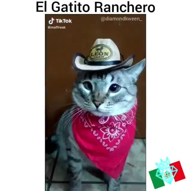 El Gatito Ranchero - iFunny
