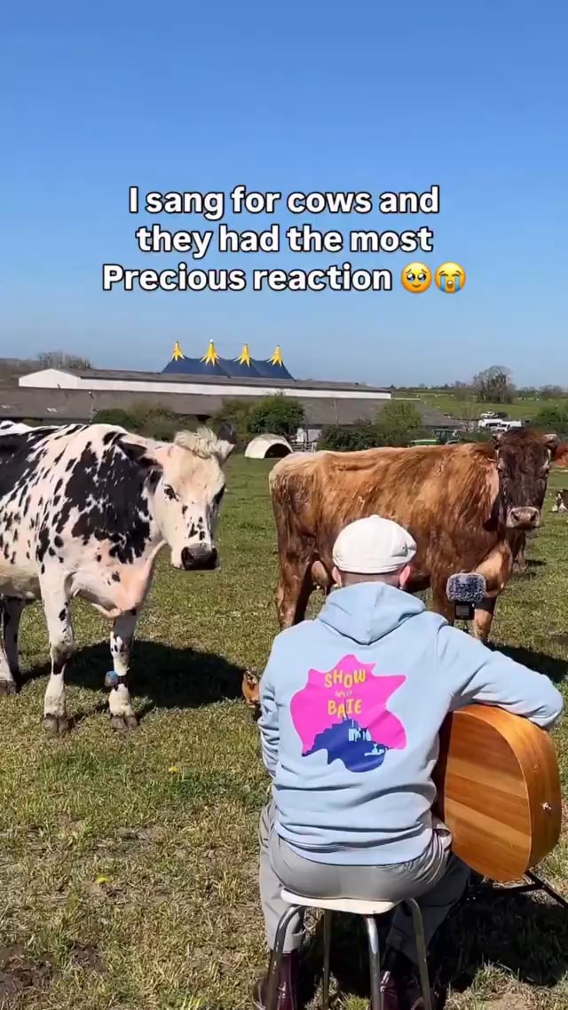Sang for cows and they had the most Precious reaction - iFunny