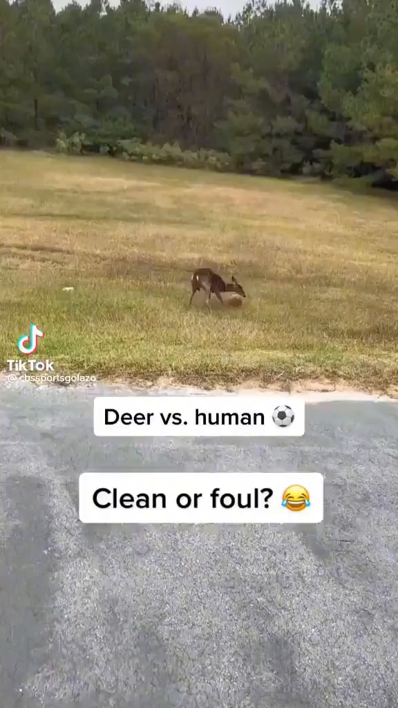 Of TikTok Deer vs. human Clean or foul? - iFunny