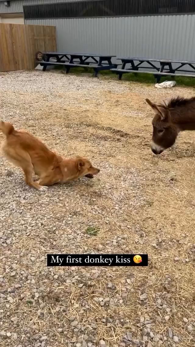 My rst donkey kiss - iFunny