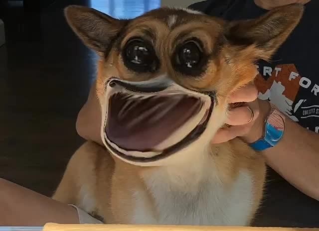 Poggers dog - iFunny