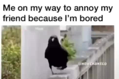 Me on my way to annoy my friend because I'm bored I - iFunny