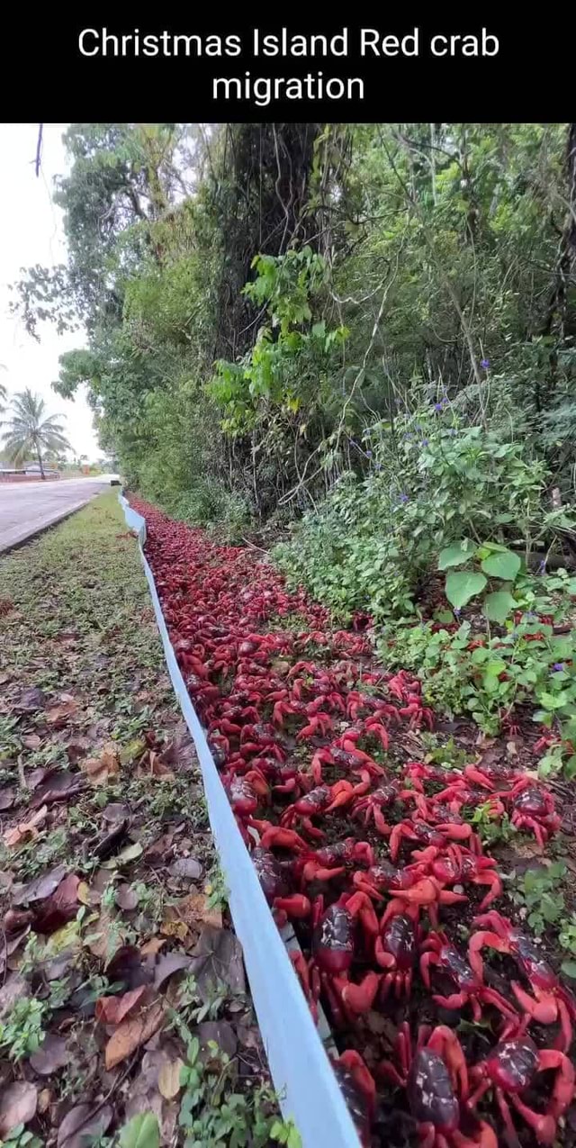 Christmas Island Red crab migration - iFunny
