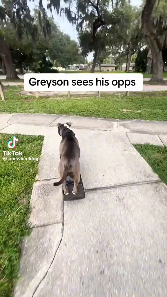 Greyson sees his opps - iFunny