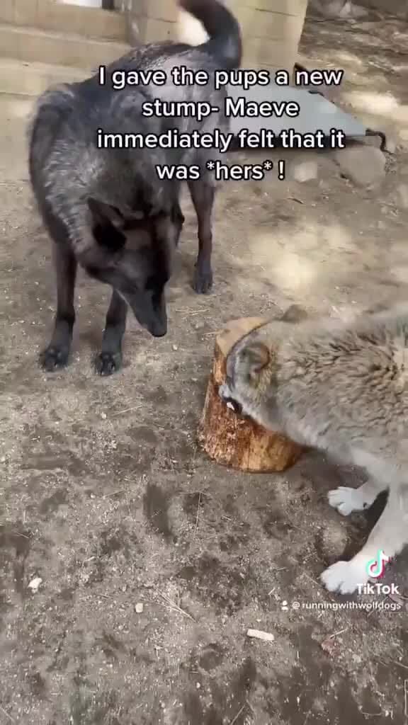 I gave the pups anew stump- Maeve immediately felt that it was "hers ...