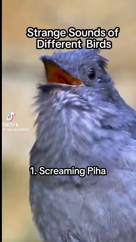 Strange Sounds of Different Birds TikTok ms.world00 1. Screaming Piha - iFunny