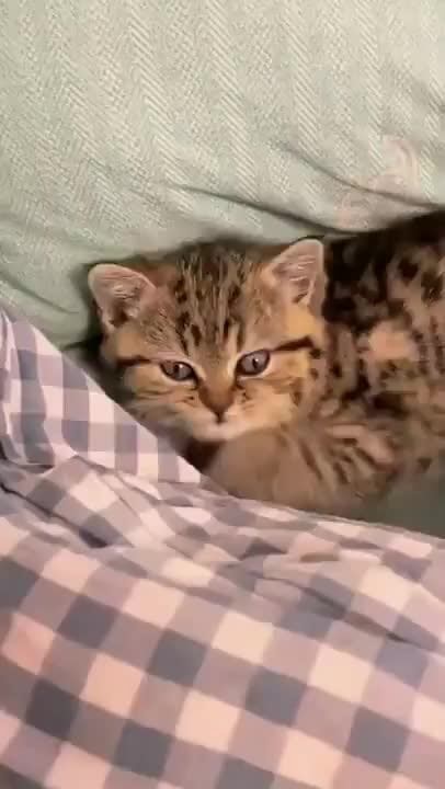 #kitten #mewl #adorable #smol #aww - iFunny