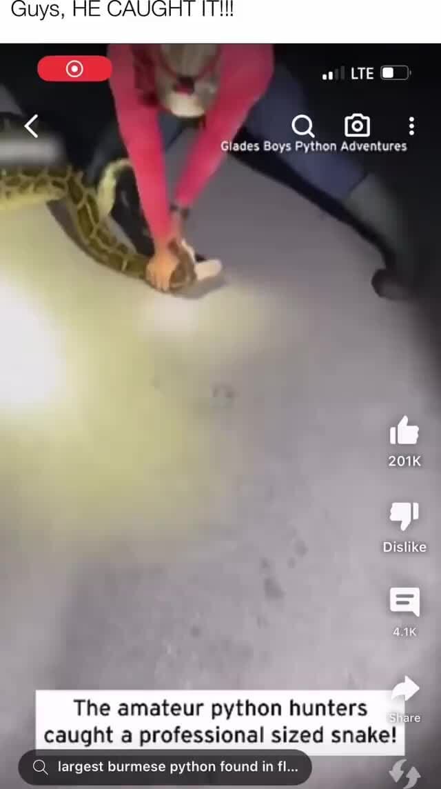 Guys, HE CAUGHT LTE Glades Boys Python Adventures 201K Dislike The ... Guys, HE CAUGHT LTE Glades Boys Python Adventures 201K Dislike The ...