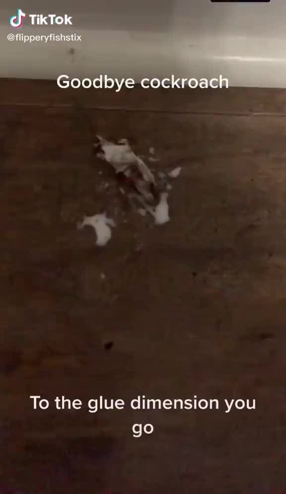 TikTok '@flipparyfishstix Goodbye cockroach To the glue dimension you ...