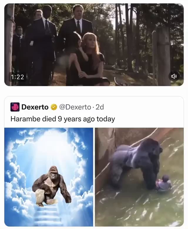 Harambe died 9 years ago today - iFunny