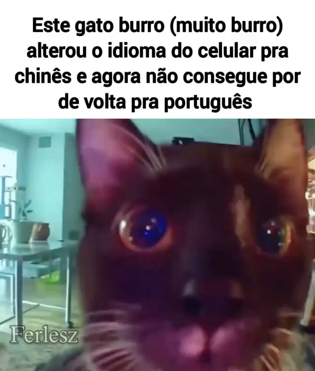 Este gato burro (muito burro) alterou o idioma do celular pra chinês e ...