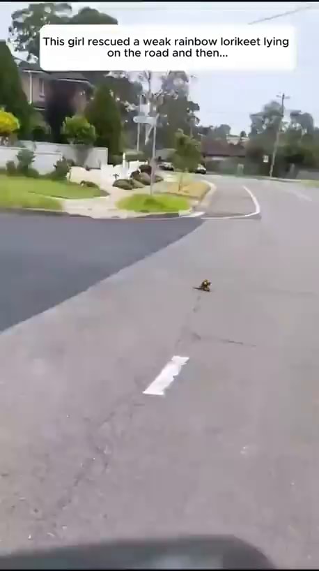 This girl rescued a weak rainbow lorikeet lying 'on the road and then ...