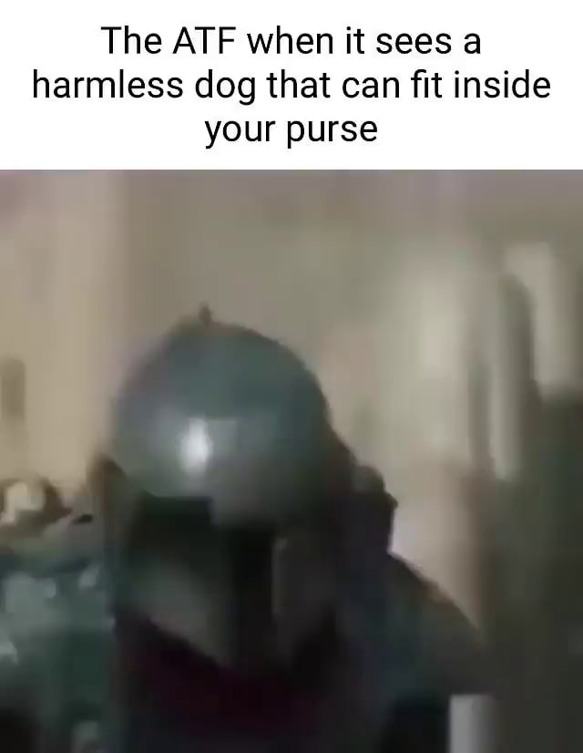 The ATF when it sees a harmless dog that can fit inside your purse - iFunny