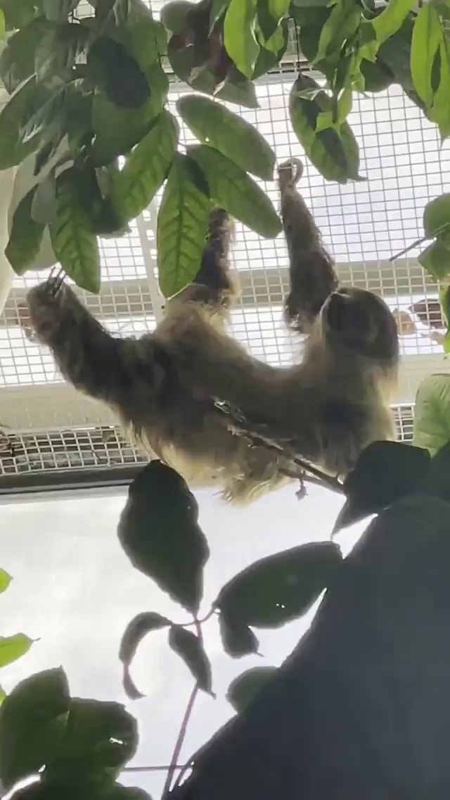 Sloth scratching and moving at the National Aquarium in Baltimore - iFunny