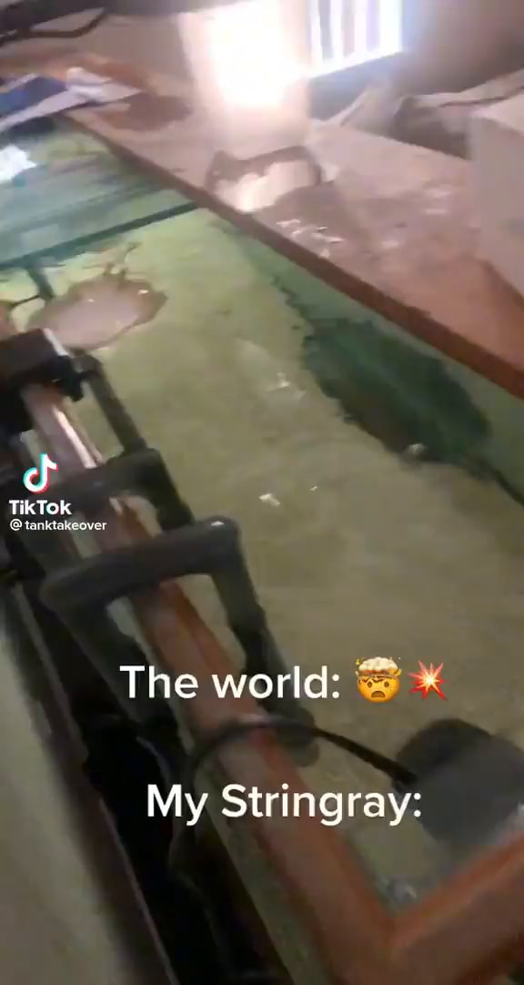 TikTok The world: My Stringray: - iFunny