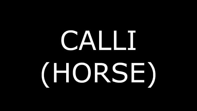 CALLI (HORSE) - iFunny