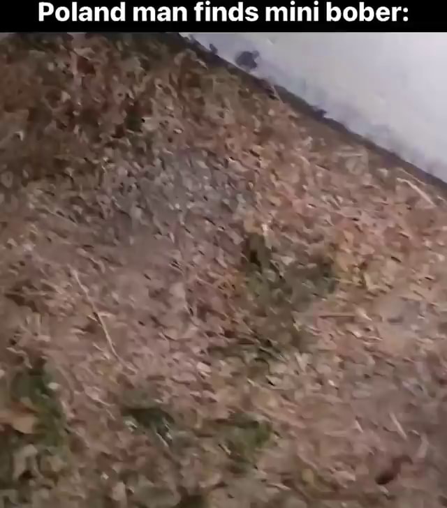 Poland man finds mini bober: - iFunny