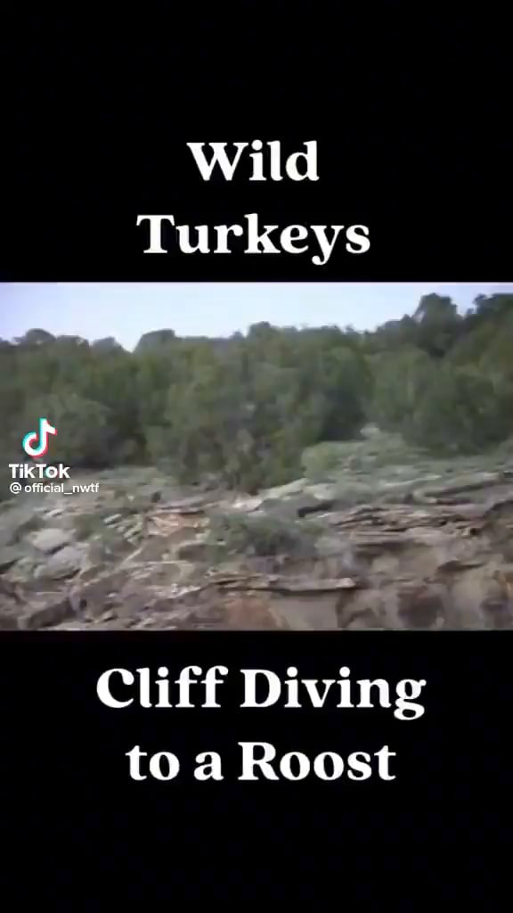 Wild Turkeys Tik Tok Sectiicm met Cliff Diving to Roost - iFunny
