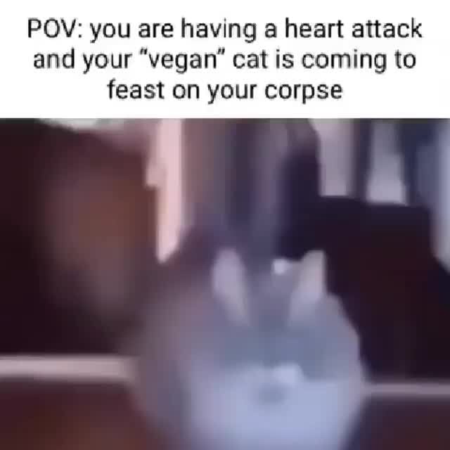 POV: you are having a heart attack and your "vegan" cat is coming to ...