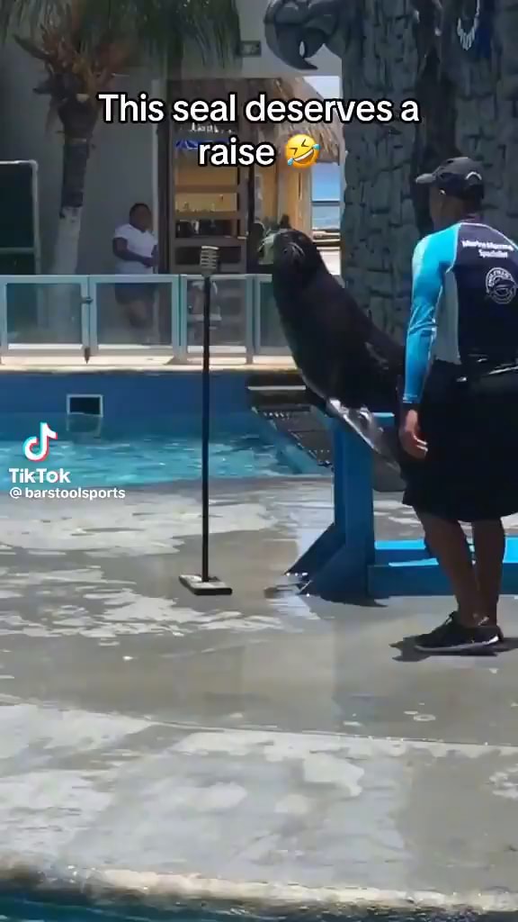 This seal deserves a raise Tik TOK varstovisports - iFunny