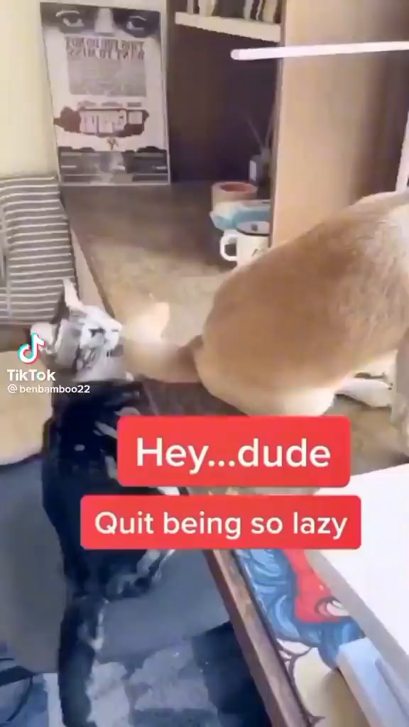 Hey Dude Quit Being So Lazy I Ifunny