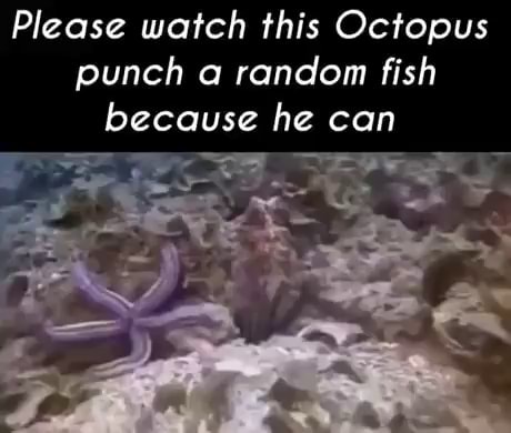 Please watch this Octopus punch a random fish because he can - iFunny