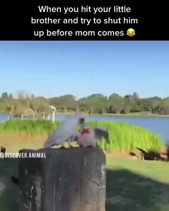 When you hit your little brother and try to shut him up before mom ...