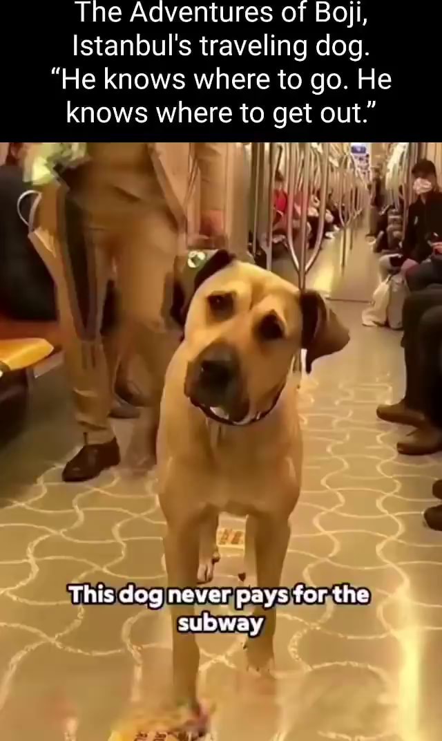 The Adventures of Boji, Istanbul's traveling dog. "He knows where to go ...
