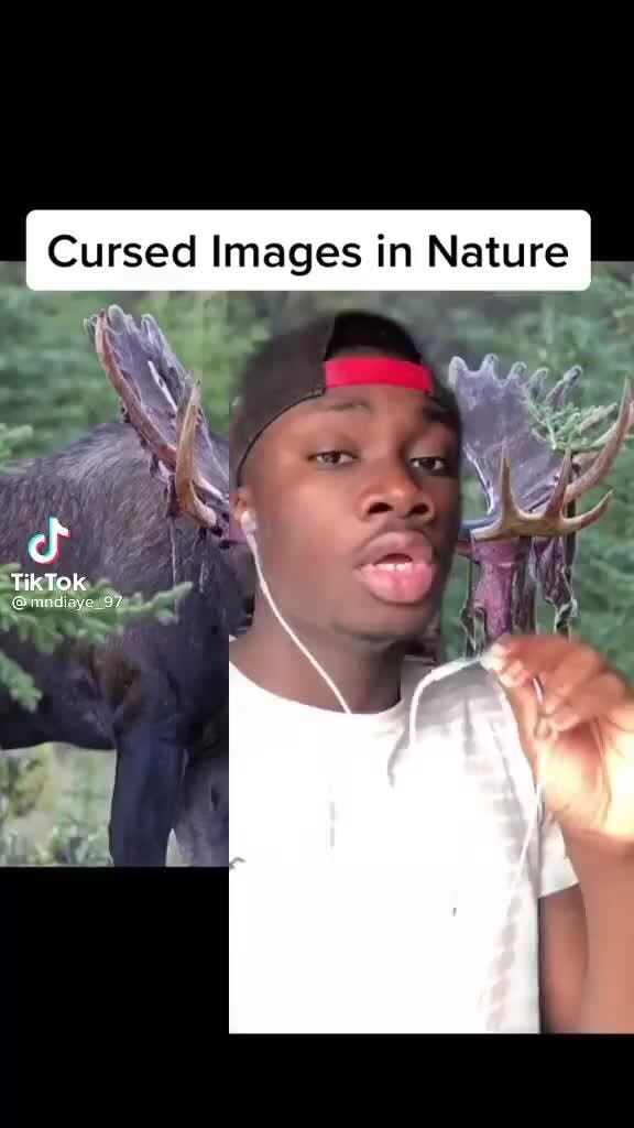 _I Cursed Images in Nature cf Tik Tok - iFunny