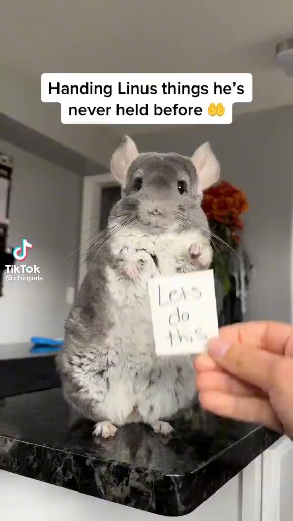 Handing Linus things he's never held before TikTok - iFunny