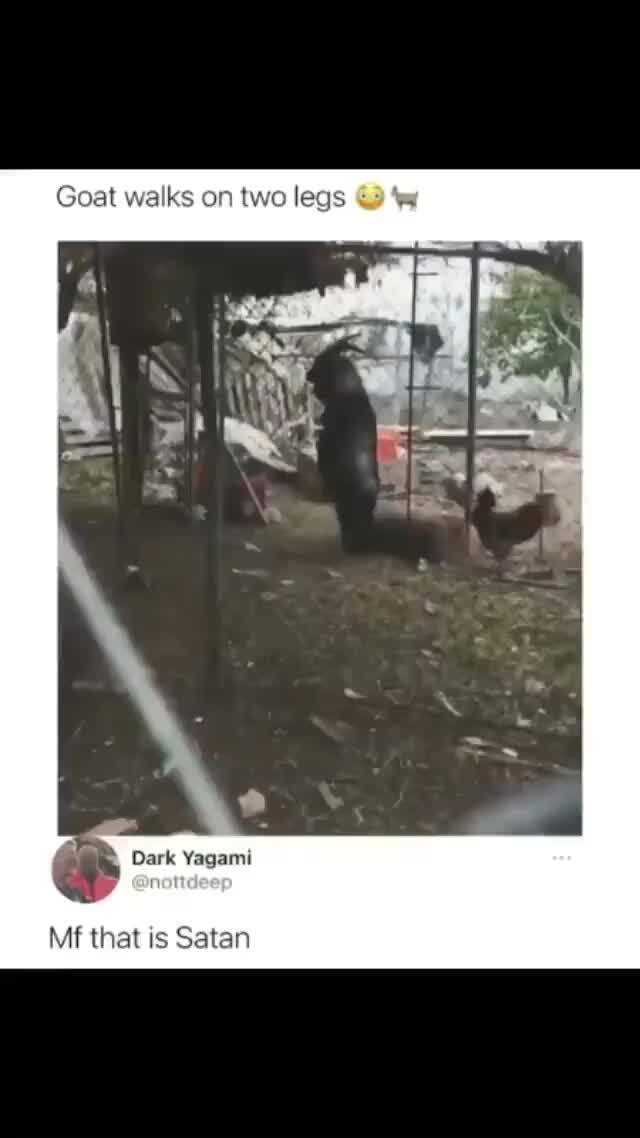 Goat walks on two legs Dark Yagami Mf that is Satan - America’s best ...
