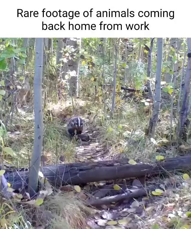 Rare footage of animals coming back home from work - iFunny