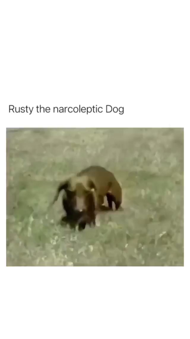 Rusty the narcoleptic Dog - iFunny
