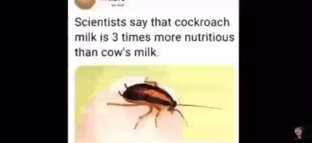 Scientists say that cockroach milk is 3 times more nutritious than cow ...