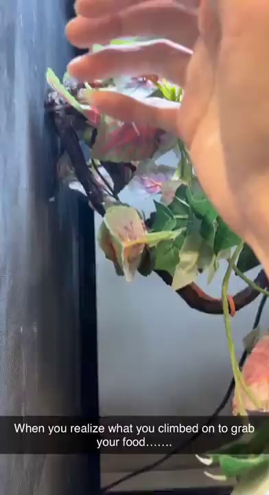 When you realize what you climbed on to grab your food....... - iFunny