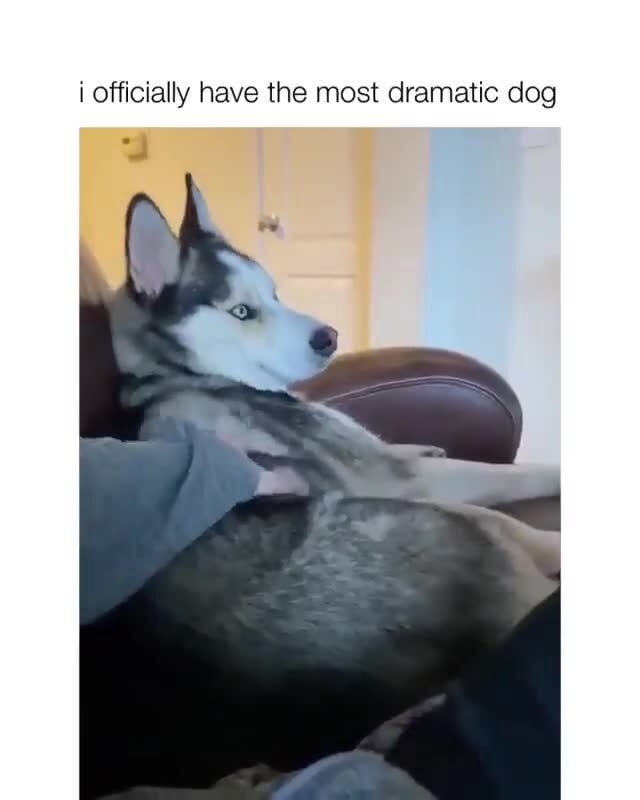 Dramatic dog - Officially have the most dramatic dog - iFunny