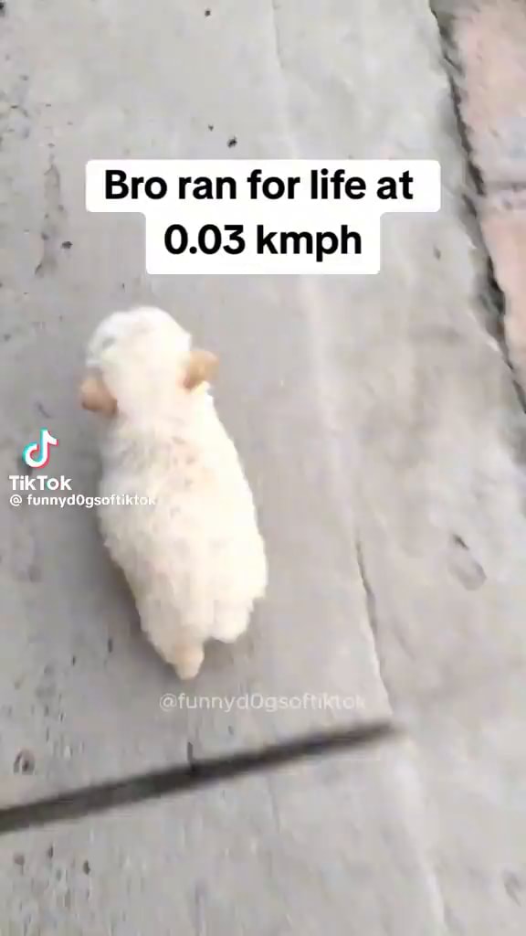 Bro ran for life at 0.03 kmph TikTok - iFunny