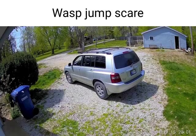 Wasp jump scare - iFunny