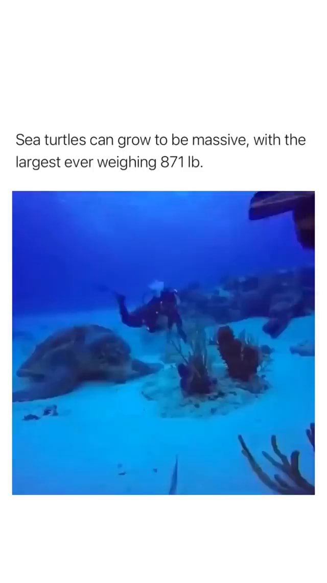 Sea turtles can grow to be massive, with the largest ever weighing 871 ...