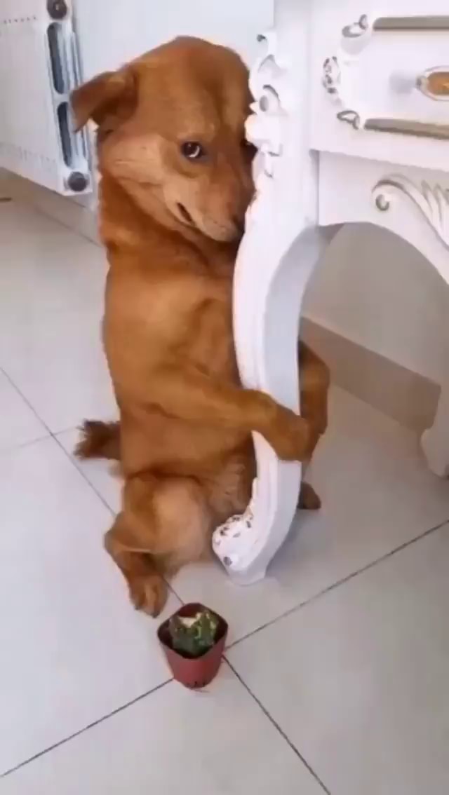 Dogo: I apologize for biting your shoes - iFunny