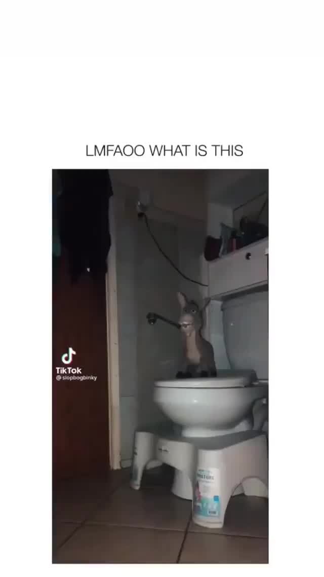 LMFAOO WHAT IS THIS - iFunny