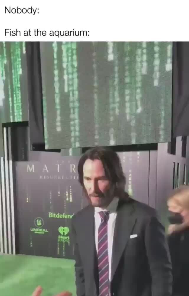 Nobody: Fish at the aquarium: - iFunny