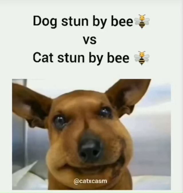 Dog stun by bee vs Cat stun by bee @catxcasm - iFunny