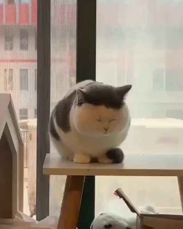 "Howdy, stranger!" - iFunny