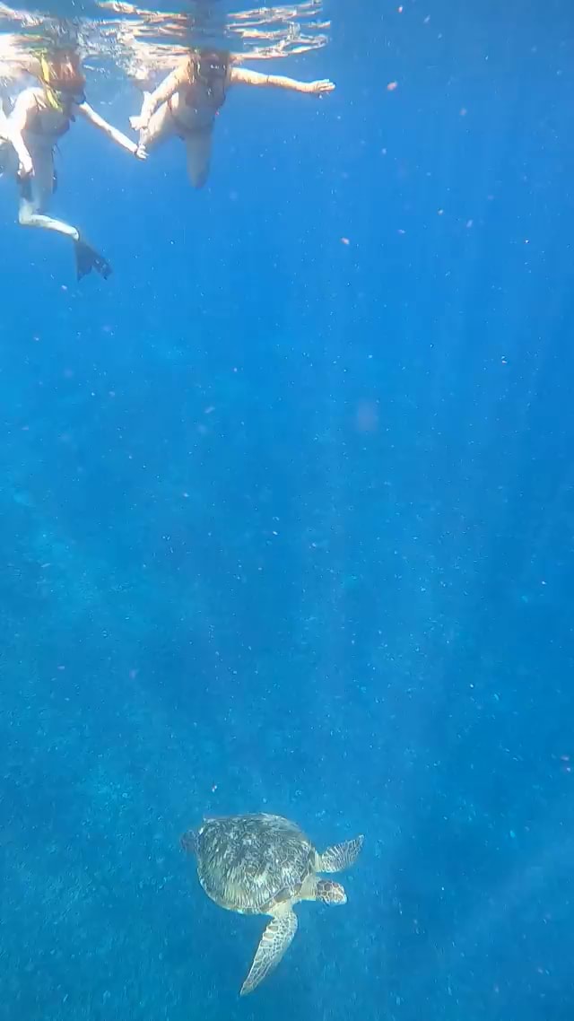 Girls are swimming in the Balinese Sea with a sea turtle! silvia ...
