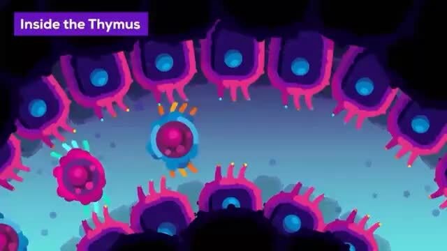 Inside the Thymus - iFunny