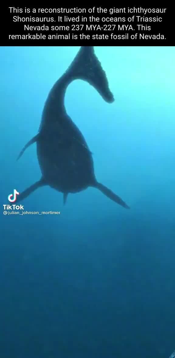 Shonisaurus - This is a reconstruction of the giant ichthyosaur ...