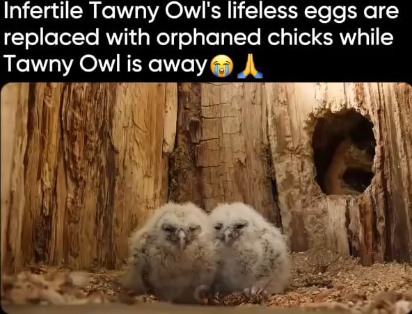 Infertile Tawny Owl's lifeless eggs are replaced with orphaned chicks ...