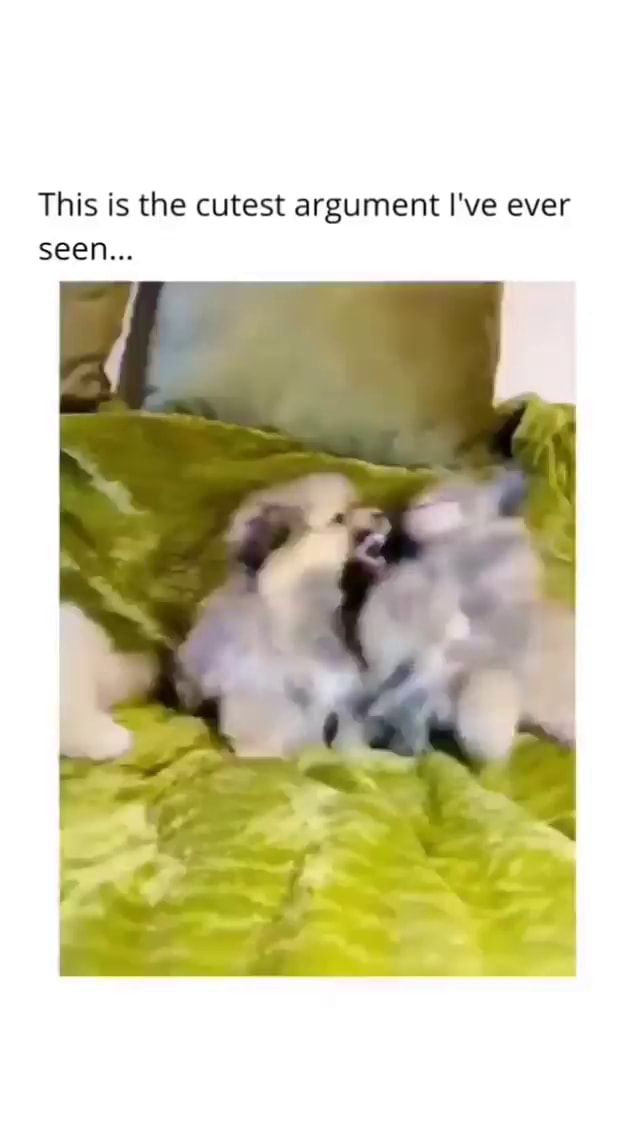 This is the cutest argument I've ever seen... - iFunny